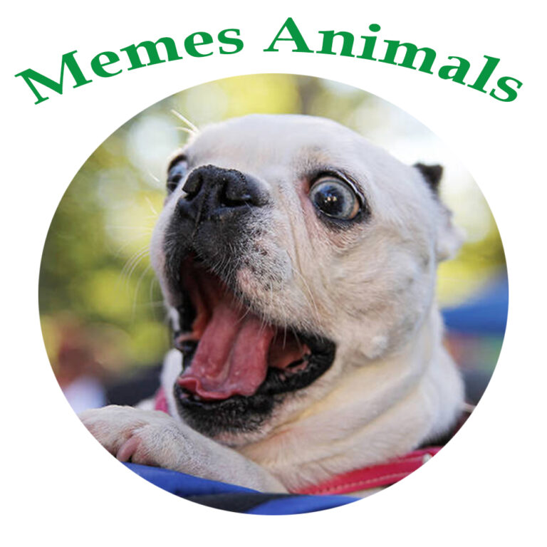 Contact Us - Animals Meme